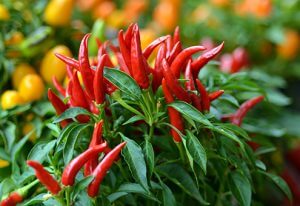 Capsimax: A Weight Management Ingredient for Supplements